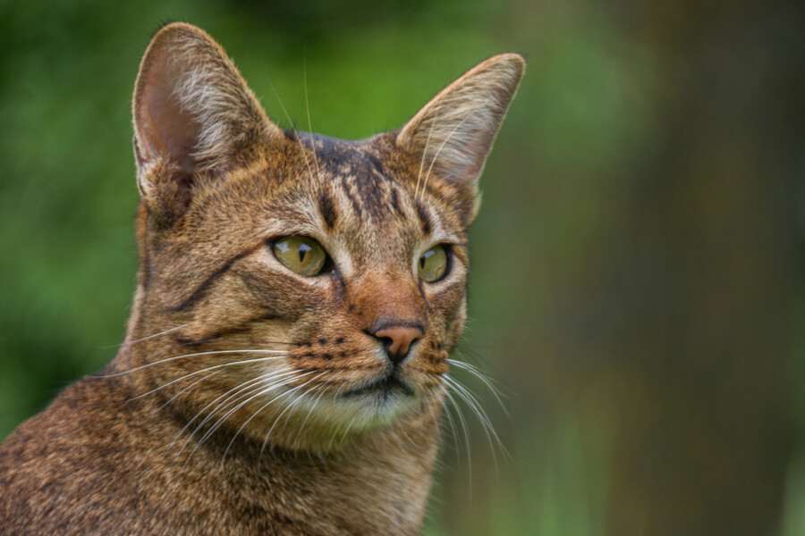 Kot Ashera – poznaj najdroższą rasę kotów na świecie